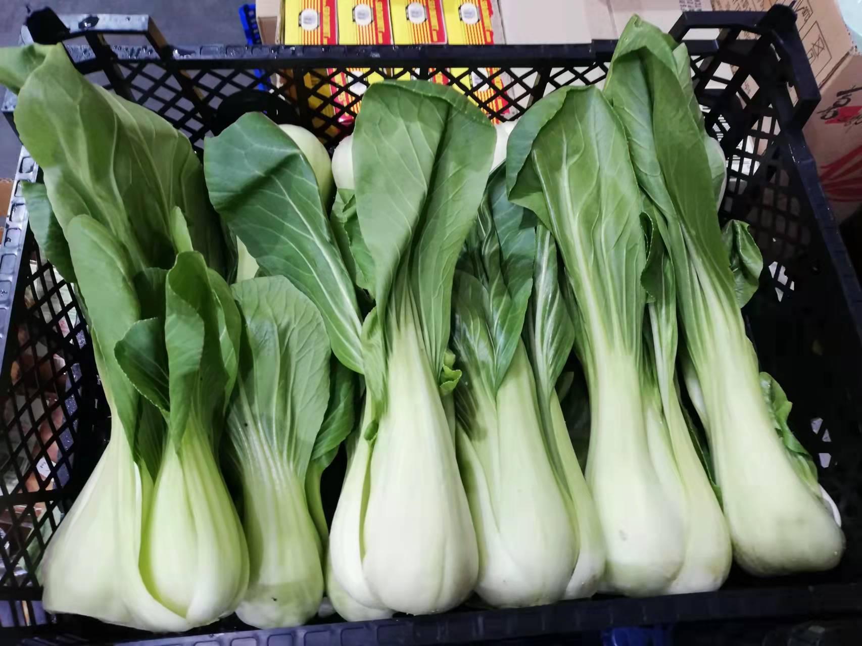 Shanghai Pak Choi 新鲜油菜 1.5kg - Shop Oriental Online Supermarket