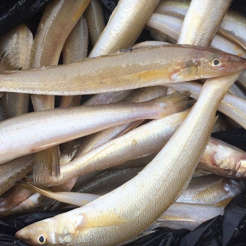 Sardin Fish 冰鲜钱串鱼 1kg - Shop Oriental Online Supermarket